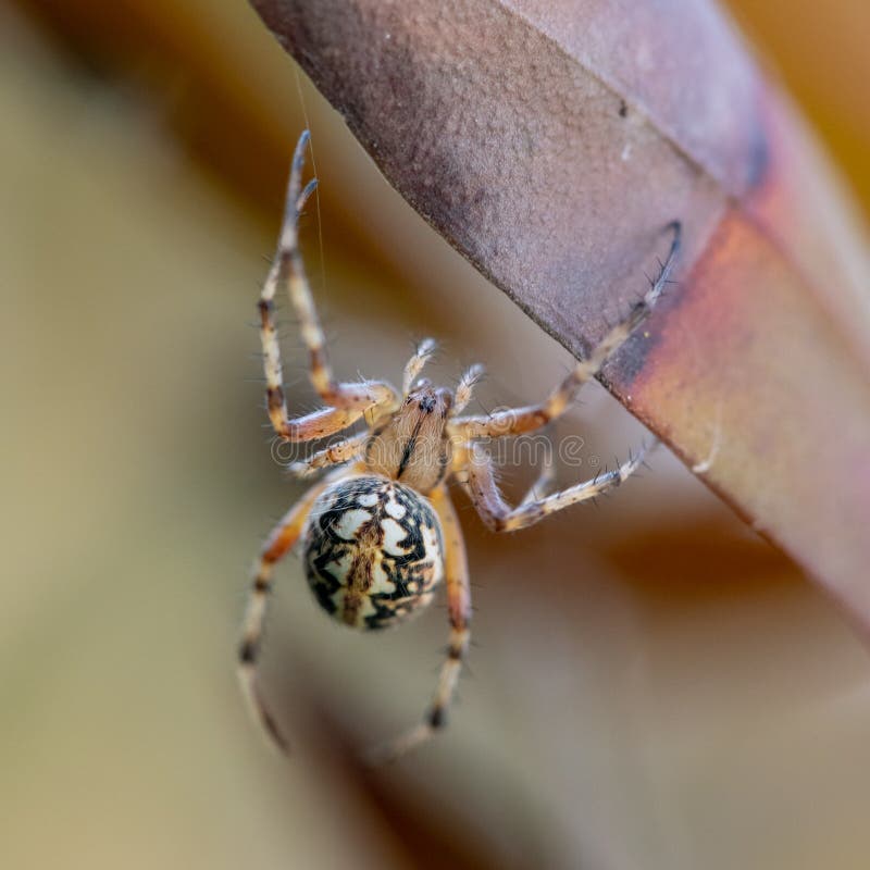 Beautiful Spider Making it;s Web Stock Image - Image of dark, morning ...