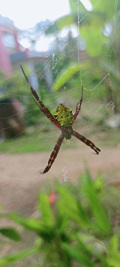 Beautiful Spider Making a Web Stock Photo - Image of device, unique ...