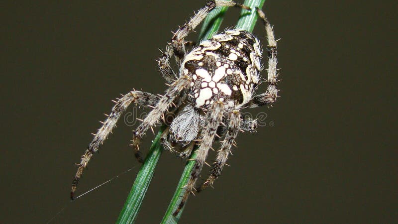 Beautiful Spider | Pine stock photo. Image of venom - 134790998