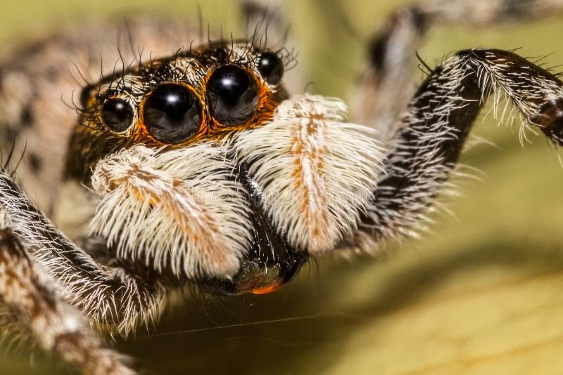 A beautiful spider stock image. Image of enlargement - 90031421