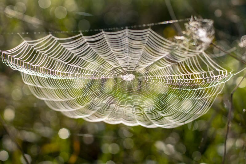 Beautiful Spider Web Close-up on the Background of Nature. Stock Photo ...
