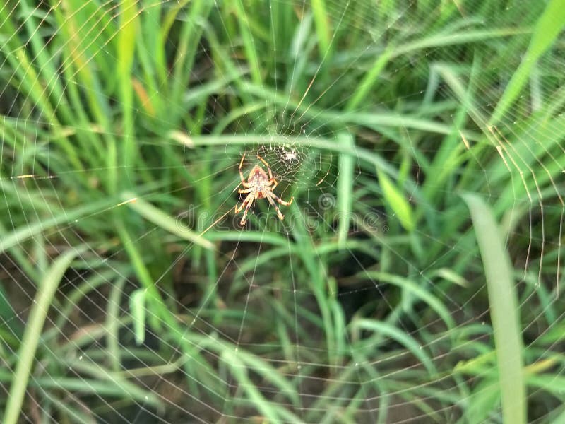 Beautiful Spider Web with Spider Green Nature Stock Photo - Image of ...