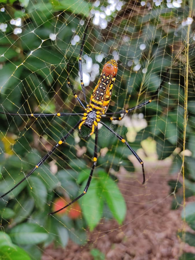 Beautiful Spider Web Jungle Wood Stock Image - Image of wood, beautiful ...