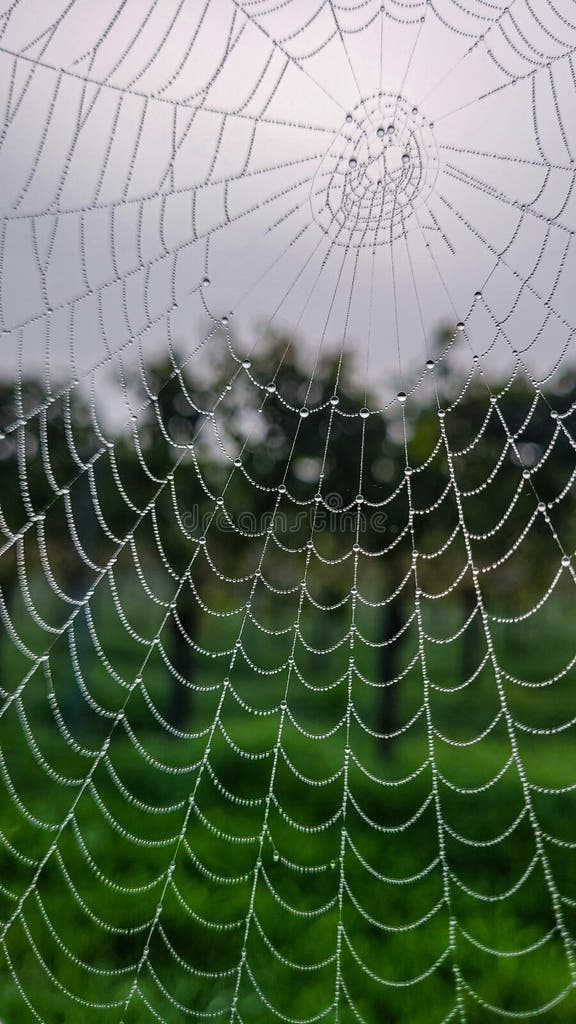Beautiful Spider Web in the Morning Dew. Masterpieces of Nature Stock ...