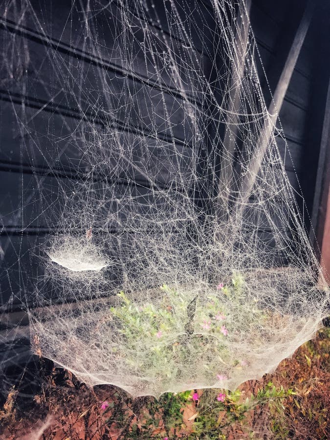 Beautiful spider web stock photo. Image of intricate - 173713130