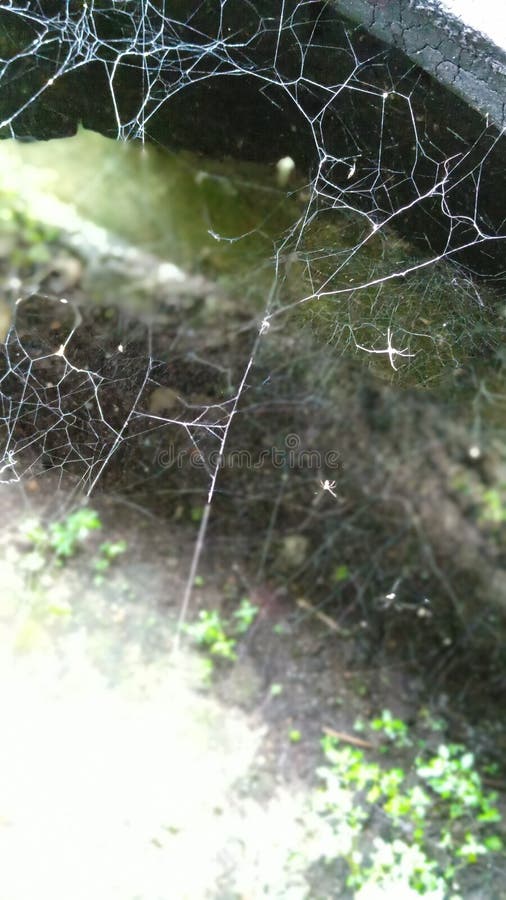 Beautiful Spider webs stock photo. Image of animal, webs - 262184640