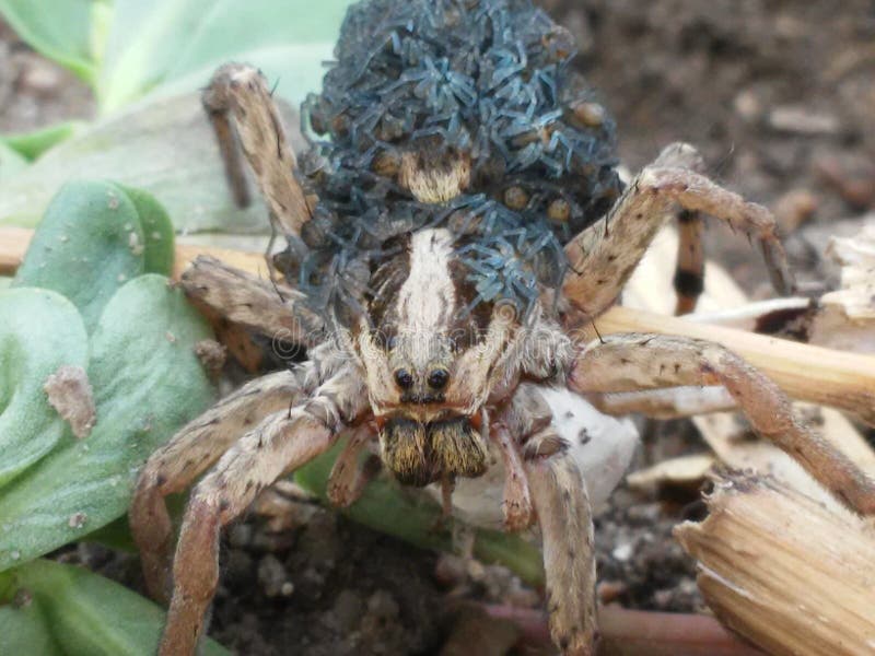 Beautiful Traced Watercolor Splatter. Stock Photo - Image of background ...