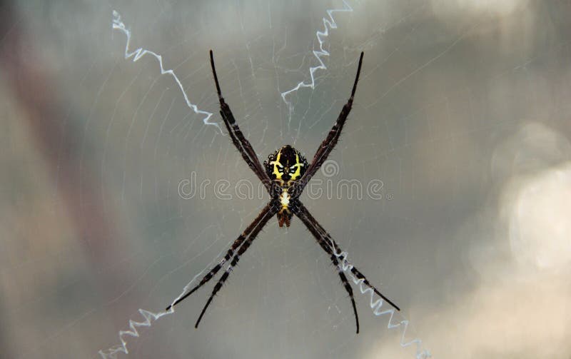 395 Alien Spider Photos - Free & Royalty-Free Stock Photos from Dreamstime