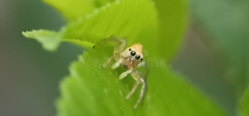 Beautiful Spider ( Yellow Jumping Spider ) is Waiting for Prey Stock ...