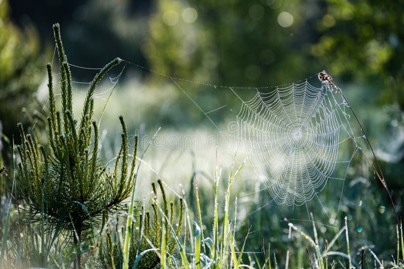 Beautiful Spiderweb with Dew Drops Stock Photo - Image of abstract ...