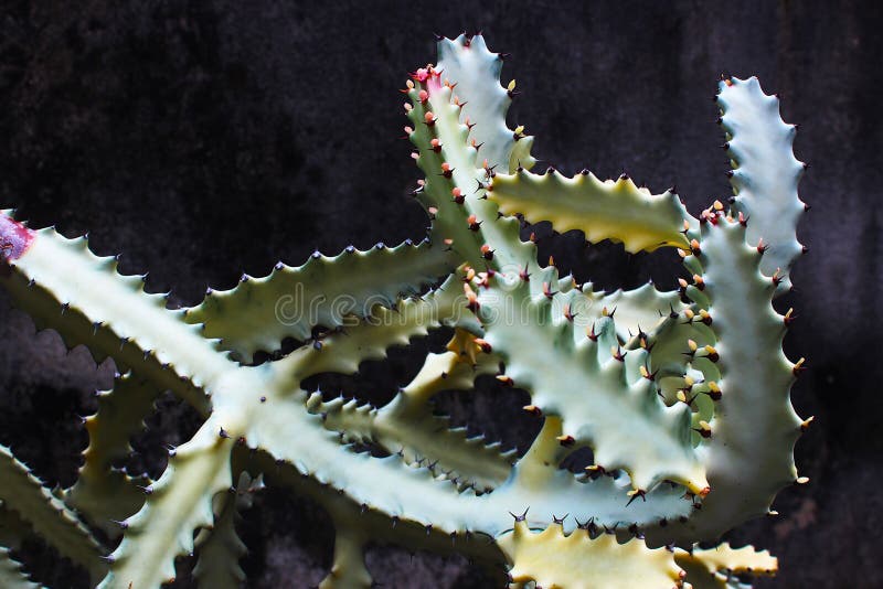 Beautiful spiky cactus stock photo. Image of rough, growth - 180143788