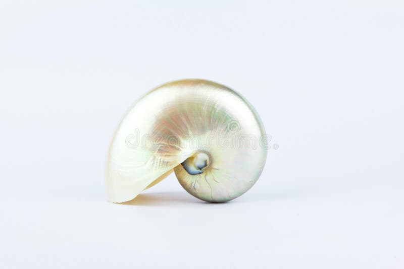 Beautiful spiral seashell stock image. Image of color - 18998171