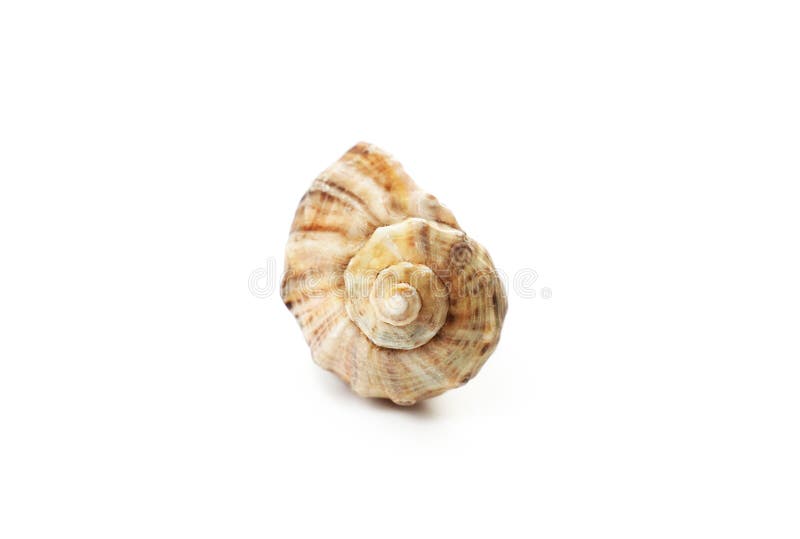 Beautiful Spiral Shell Resting on a Smooth Surface in Natural Light ...