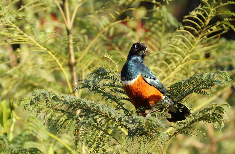 A Beautiful Splendid Looking Superb Starling Stock Photo - Image of ...