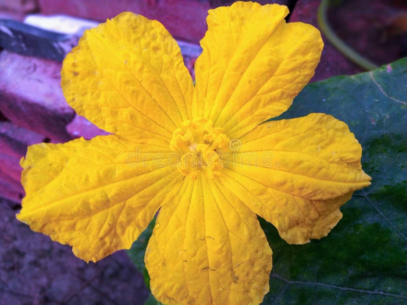 Beautiful Sponge Flower Yellow Colour Stock Photo - Image of sponge ...