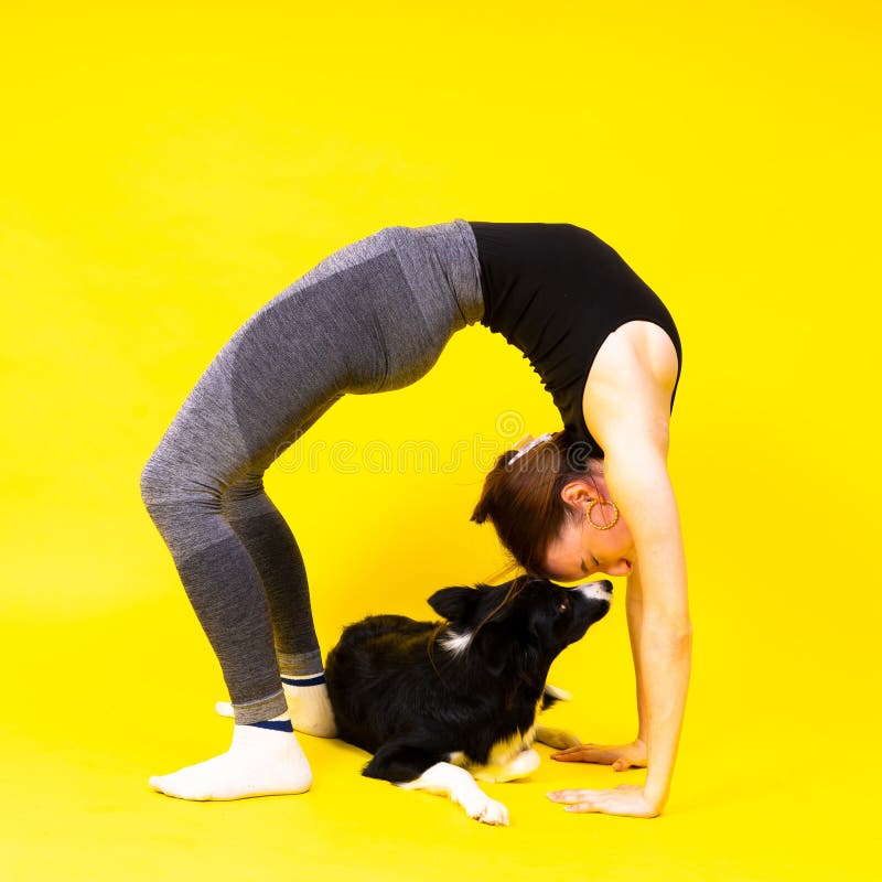 Beautiful Sport Female with Border Collie in Studio Stock Image - Image ...
