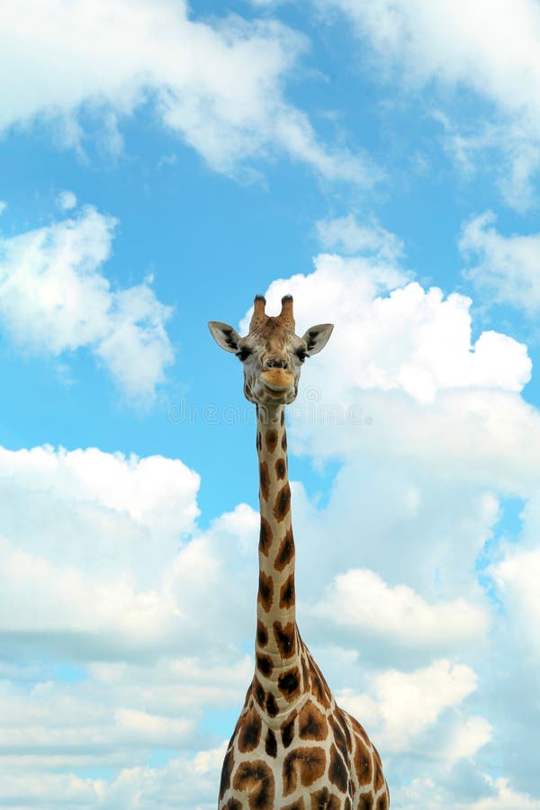 Beautiful Spotted African Giraffe Against Blue Sky Stock Image - Image ...
