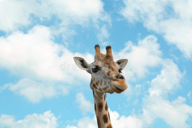 Beautiful Spotted African Giraffe Against Blue Sky Stock Photo - Image ...