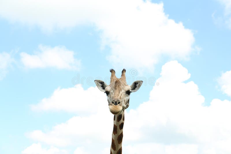 Beautiful Spotted African Giraffe Against Blue Sky Stock Photo - Image ...