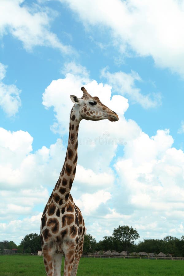 Beautiful Spotted African Giraffe in Safari Park Stock Image - Image of ...