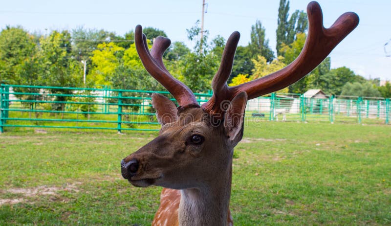 A Beautiful Spotted Dear in the Zoo Stock Photo - Image of female, horn ...