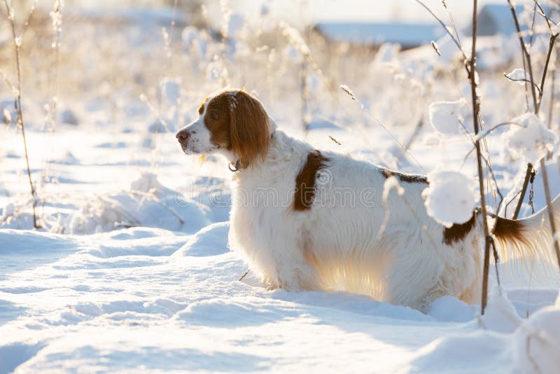 Beautiful Spotted Dog Setter in the Snow. Stock Photo - Image of ...