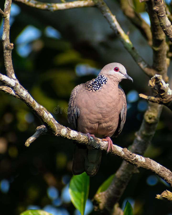 A Beautiful Spotted Brahman Cow Stock Image - Image of heifer, cows ...