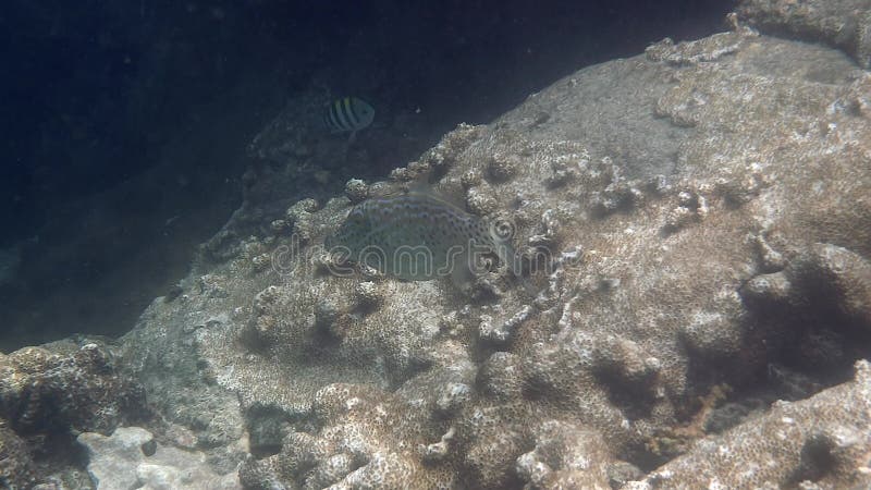 A Mesmerizing Sight of Spotted Fish Stock Footage - Video of undersea ...