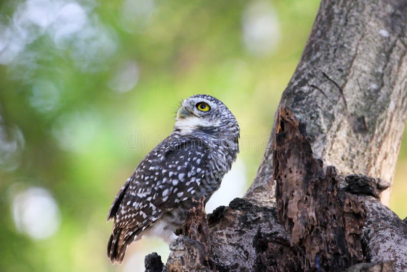 Beautiful spotted owlet stock photo. Image of child, lovely - 83305258