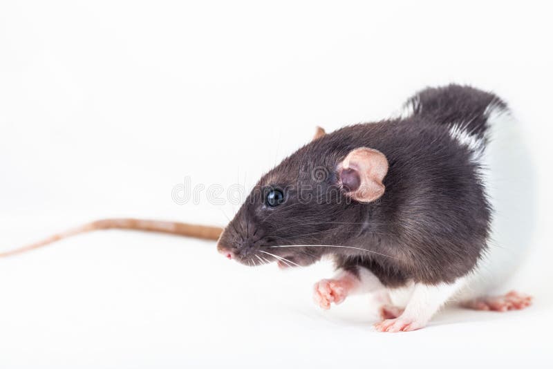 Beautiful Spotted Rat, Pet Close Up Stock Image - Image of face ...