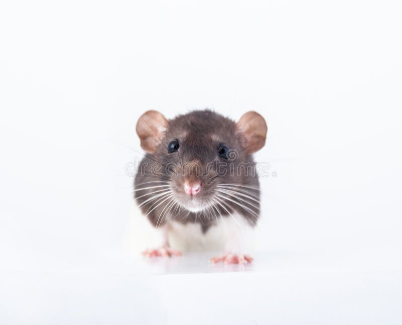 Beautiful Spotted Rat, Pet Close Up Stock Image - Image of face ...