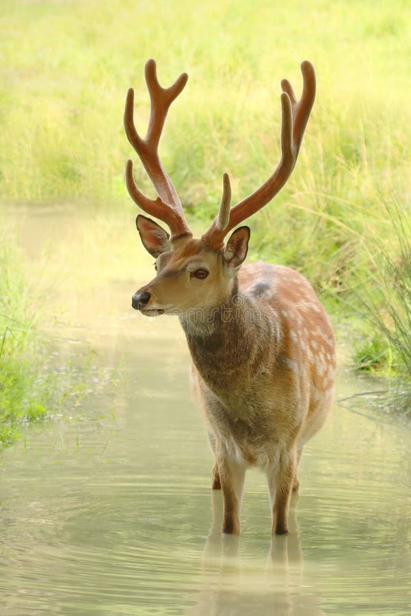 Beautiful Spotty Sika Deer Male Stock Photo - Image of spotted ...