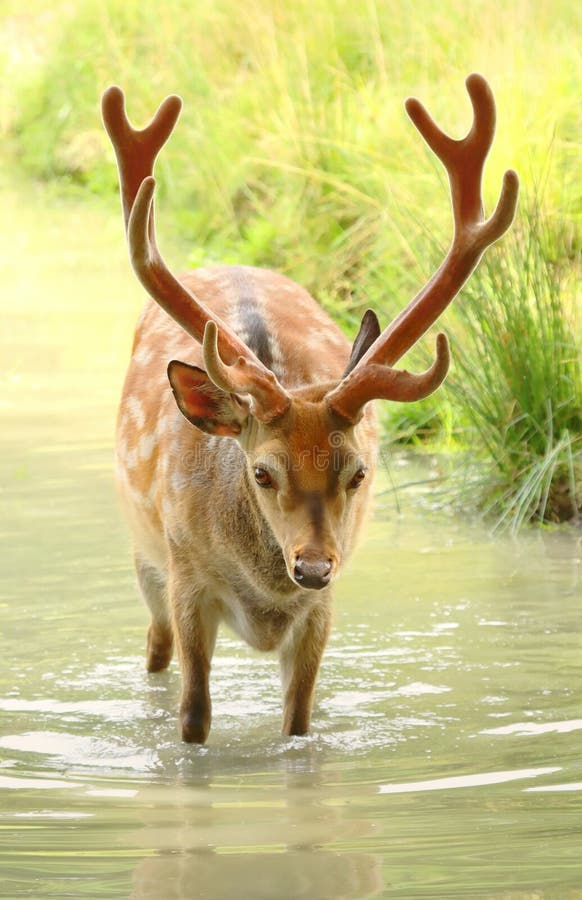 Beautiful Spotty Sika Deer Male Stock Photo - Image of fauna, cute ...