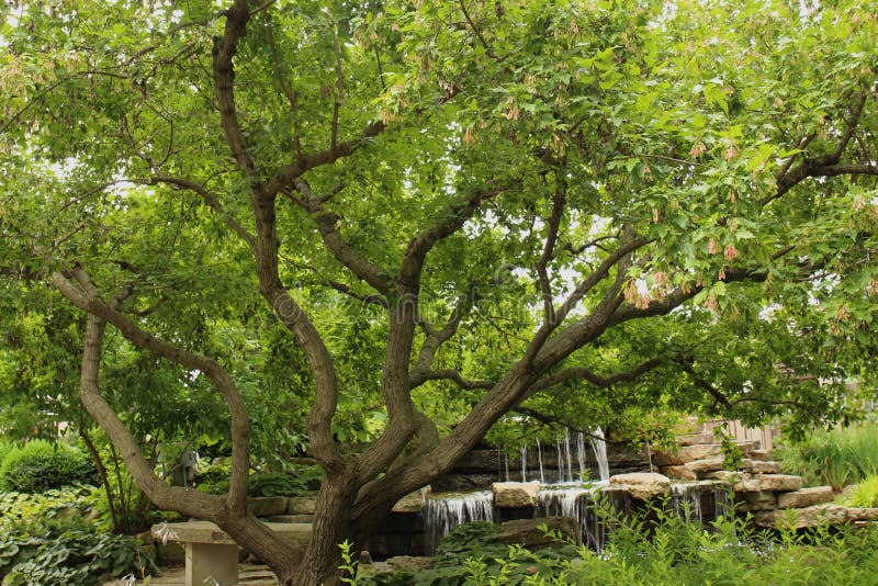 A Beautiful, Sprawling Maple Tree in Front of a Bench and Stone ...