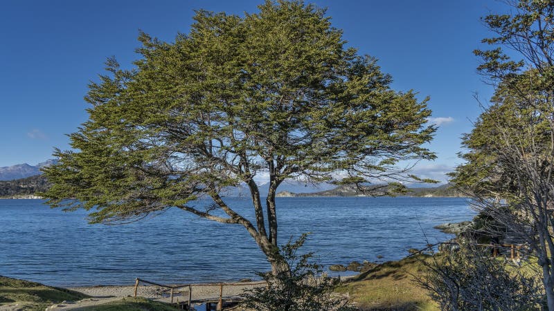 A Beautiful Sprawling Notophagus Tree Grows on the Shore of the Lake ...