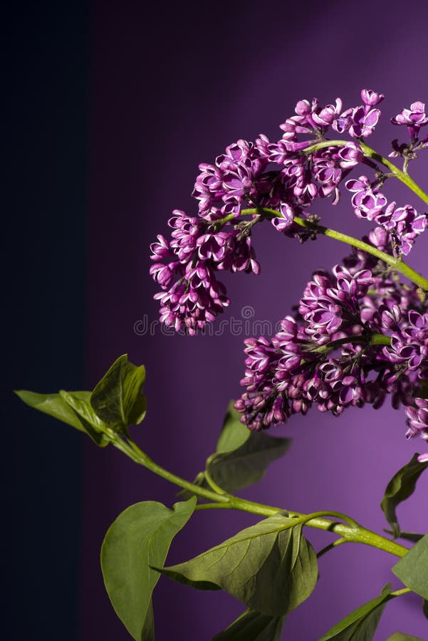 Beautiful Sprigs of Blooming Lilac on a Lilac Background with Copy ...