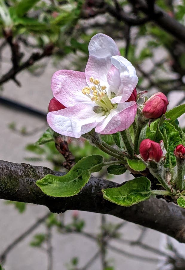 Spring Apple Flowers in the Sunlight Stock Image - Image of beauty ...