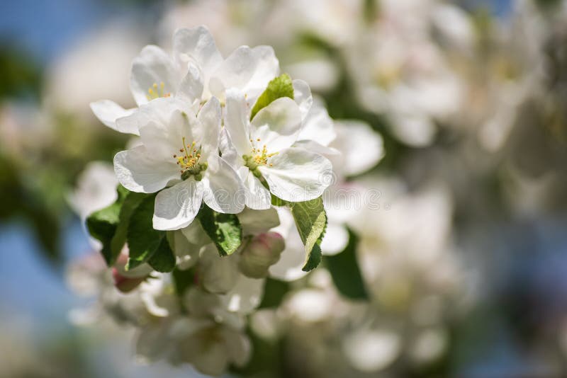 Beautiful Spring Apple Tree Flowers Blossom, Close Up. Spring Orchard ...