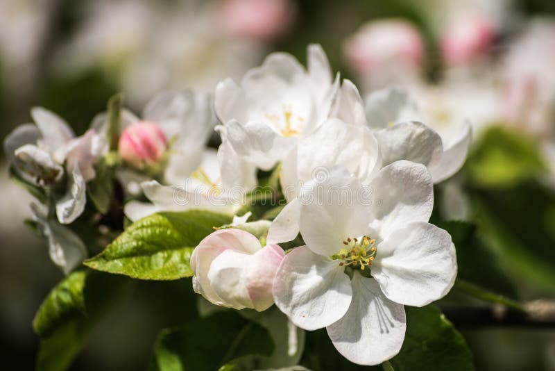 Beautiful Spring Apple Tree Flowers Blossom, Close Up. Spring Orchard ...