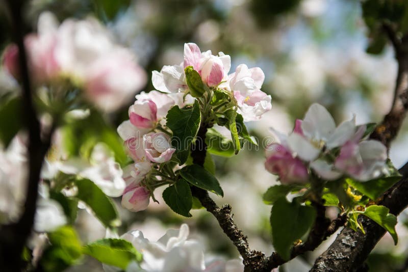 Beautiful Spring Apple Tree Flowers Blossom, Close Up. Spring Orchard ...