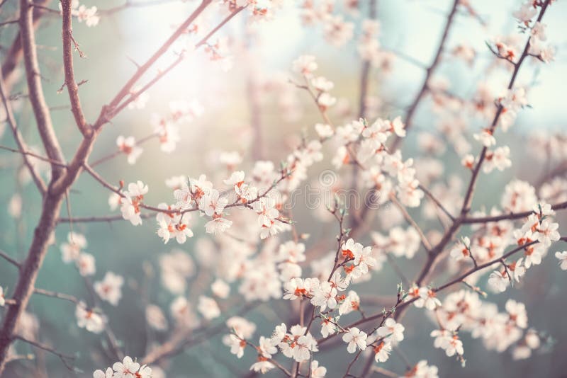Beautiful Spring Art Background with Cherry Blossom in the Sunlight ...
