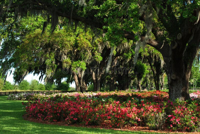 Charleston SC Spring Bloom Azalea Flowers South Carolina Plantation ...