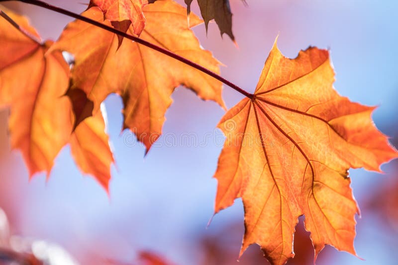 Beautiful Spring Background Art Young Maple Leaves Stock Photo - Image ...