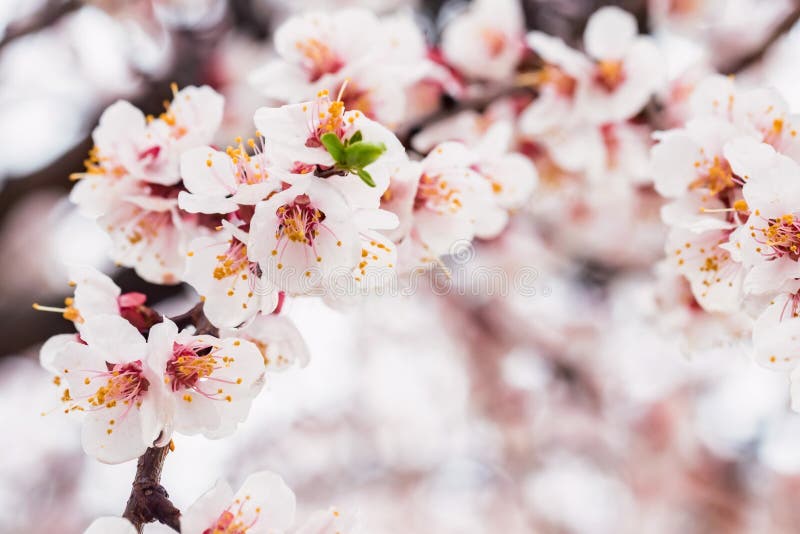 Beautiful Spring Background of Cherry Blossom in Full Bloom Stock Image ...