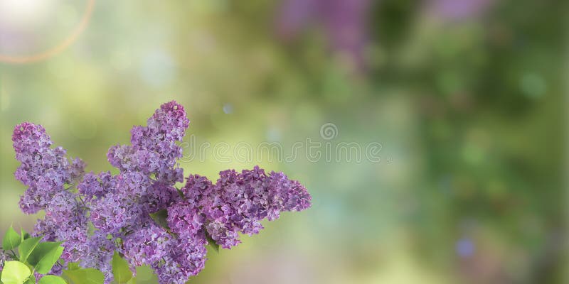 Beautiful Spring Background with Lilac Stock Photo - Image of bunch ...