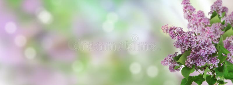 Beautiful Spring Background. Lilac Flowers on a Blurred Background ...
