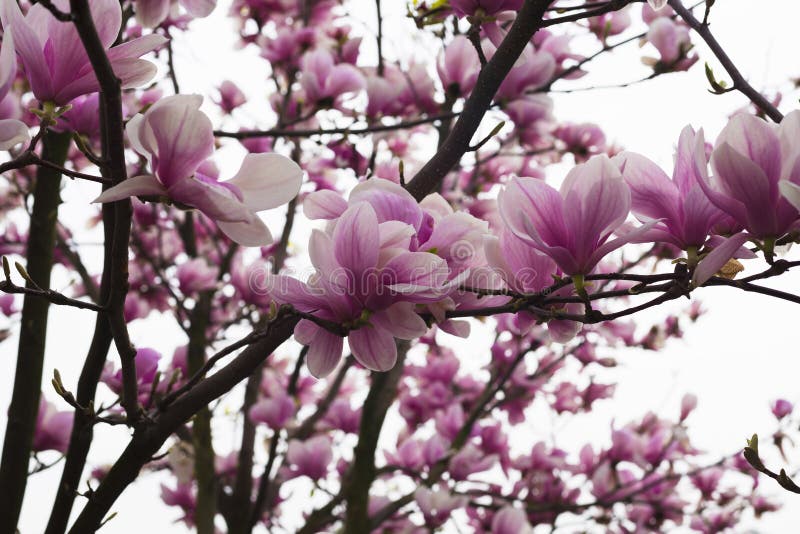 Beautiful Spring Background with Magnolia Tree in Bloom Stock Photo ...