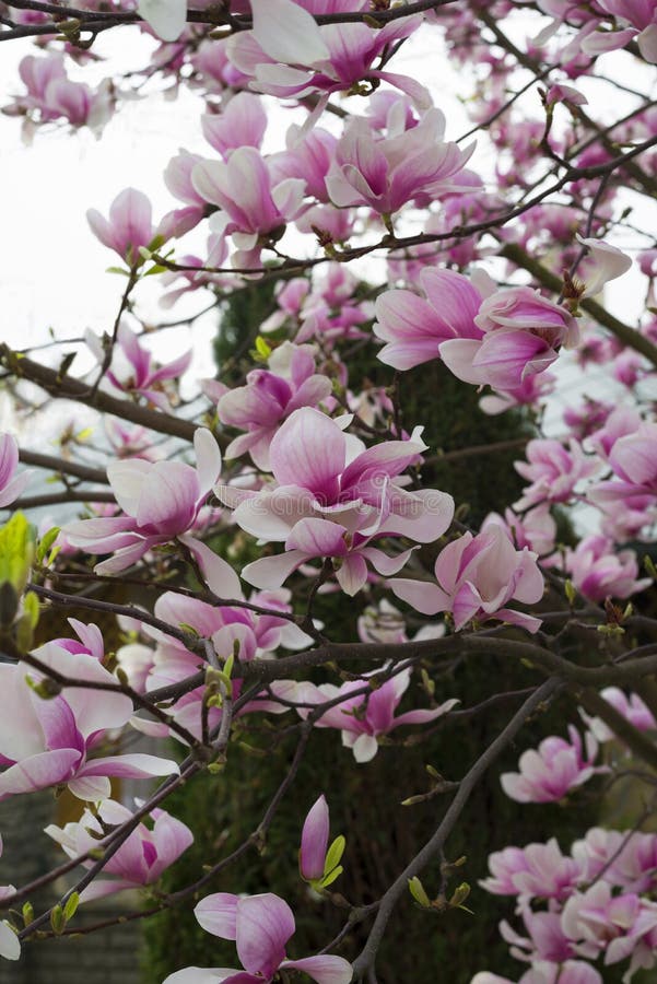 Beautiful Spring Background with Magnolia Tree in Full Bloom Stock ...