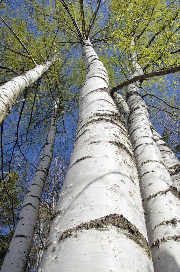 Beautiful Spring Birch Forest Stock Photo - Image of purity, scene ...