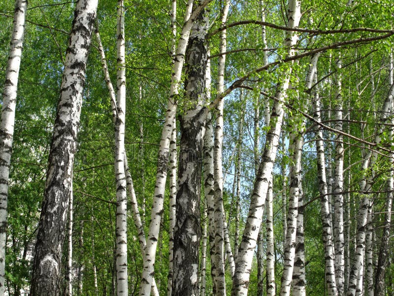 Beautiful Birch Trees at the Edge of the Forest Stock Image - Image of ...